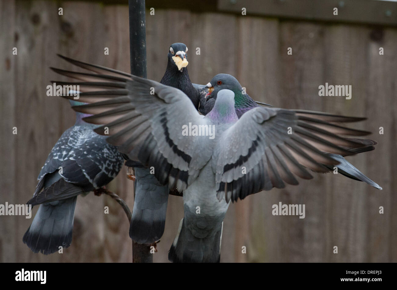 Feral Pigeons or Rock Doves fight for food on a birdfeeder in a back ...