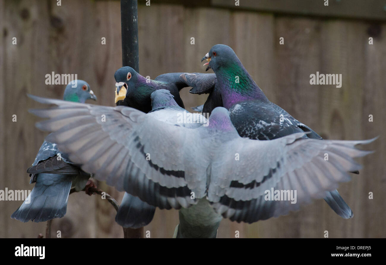 Feral pigeon on bird feeder hi-res stock photography and images - Alamy