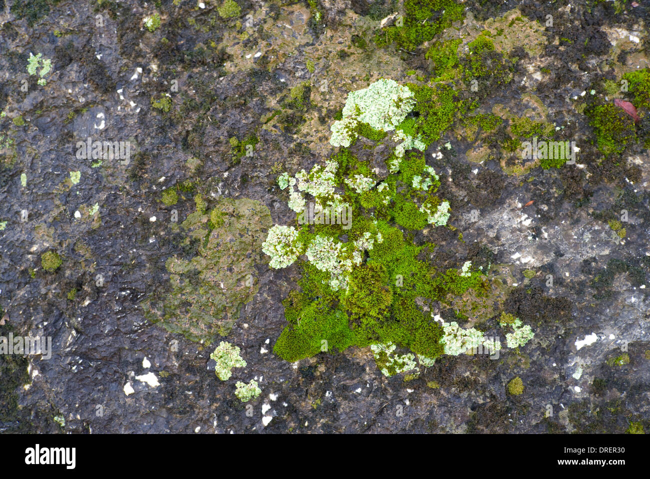 Lichen on rock Stock Photo - Alamy