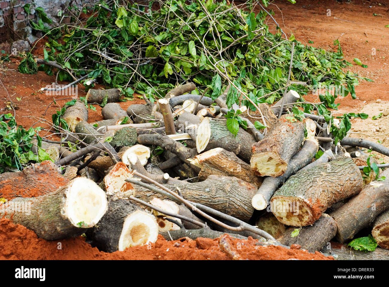 Tree felling to clear land for construction Stock Photo - Alamy