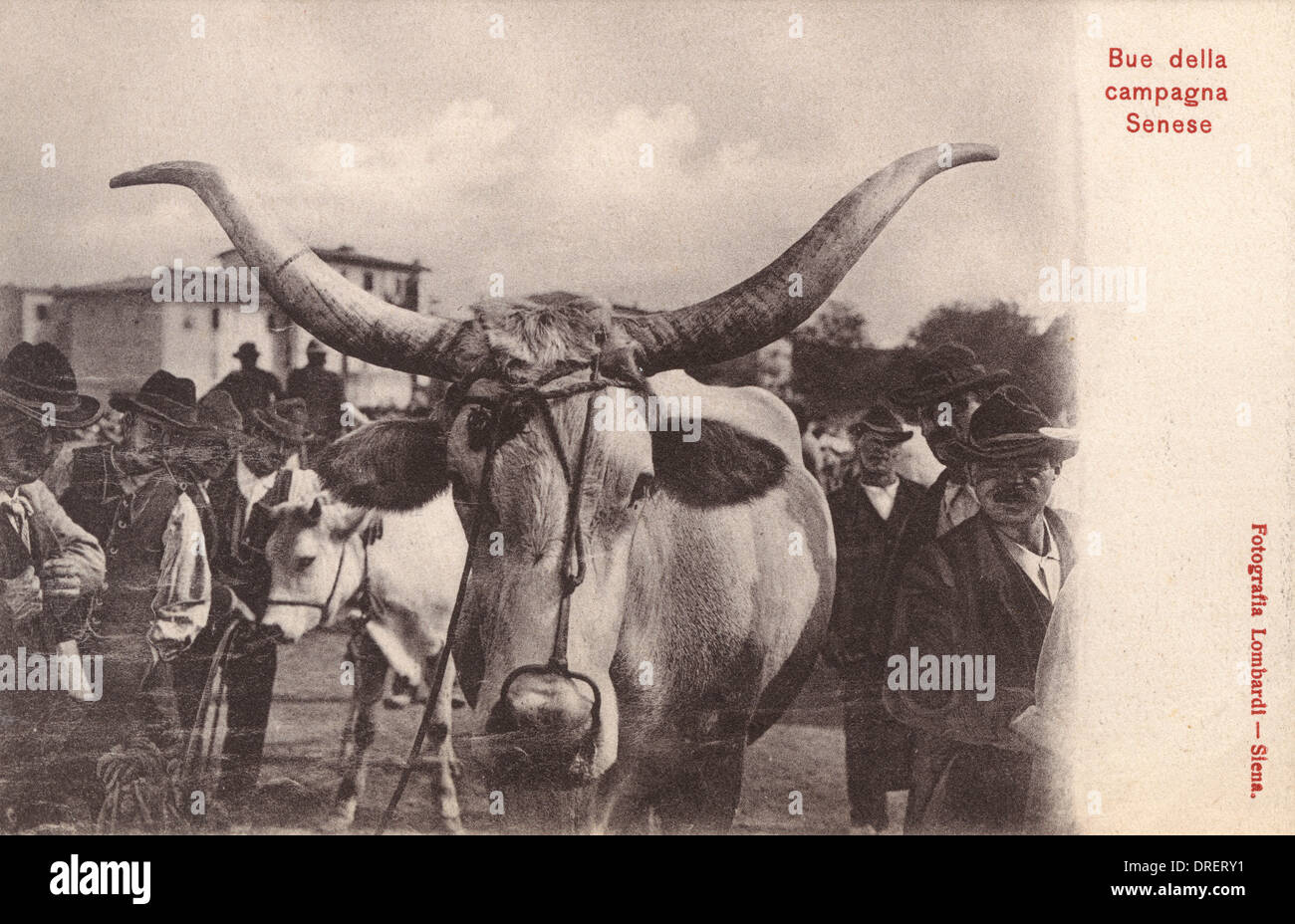 Italy - Siena - A Sienese long-horned bull Stock Photo - Alamy