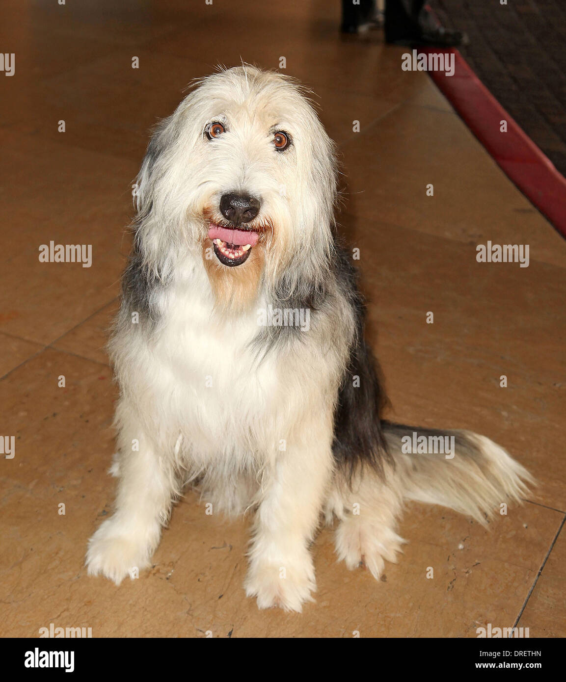 Bug Z Hallmark Channel and Hallmark Movie Channel TCA press tour at ...