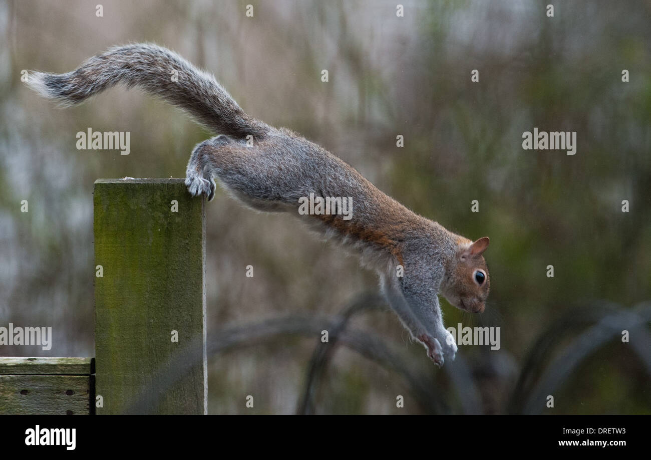 Grey squirrel leaps hi-res stock photography and images - Alamy