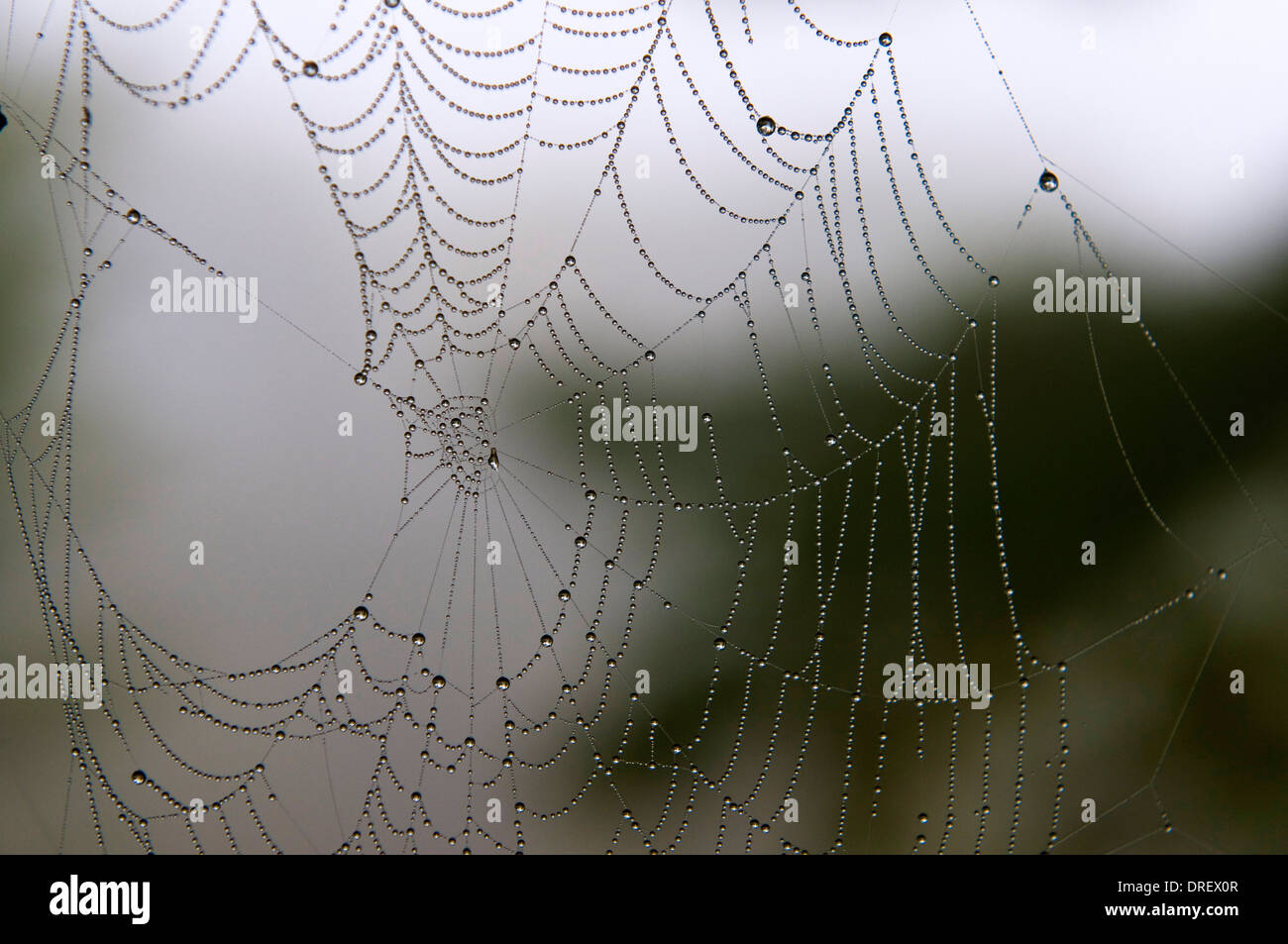 Droplets on spider web Stock Photo - Alamy