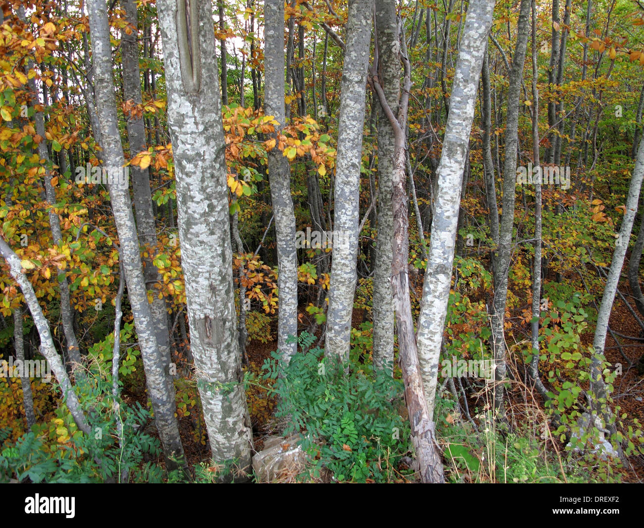 Early autumn colors in the forest Stock Photo - Alamy
