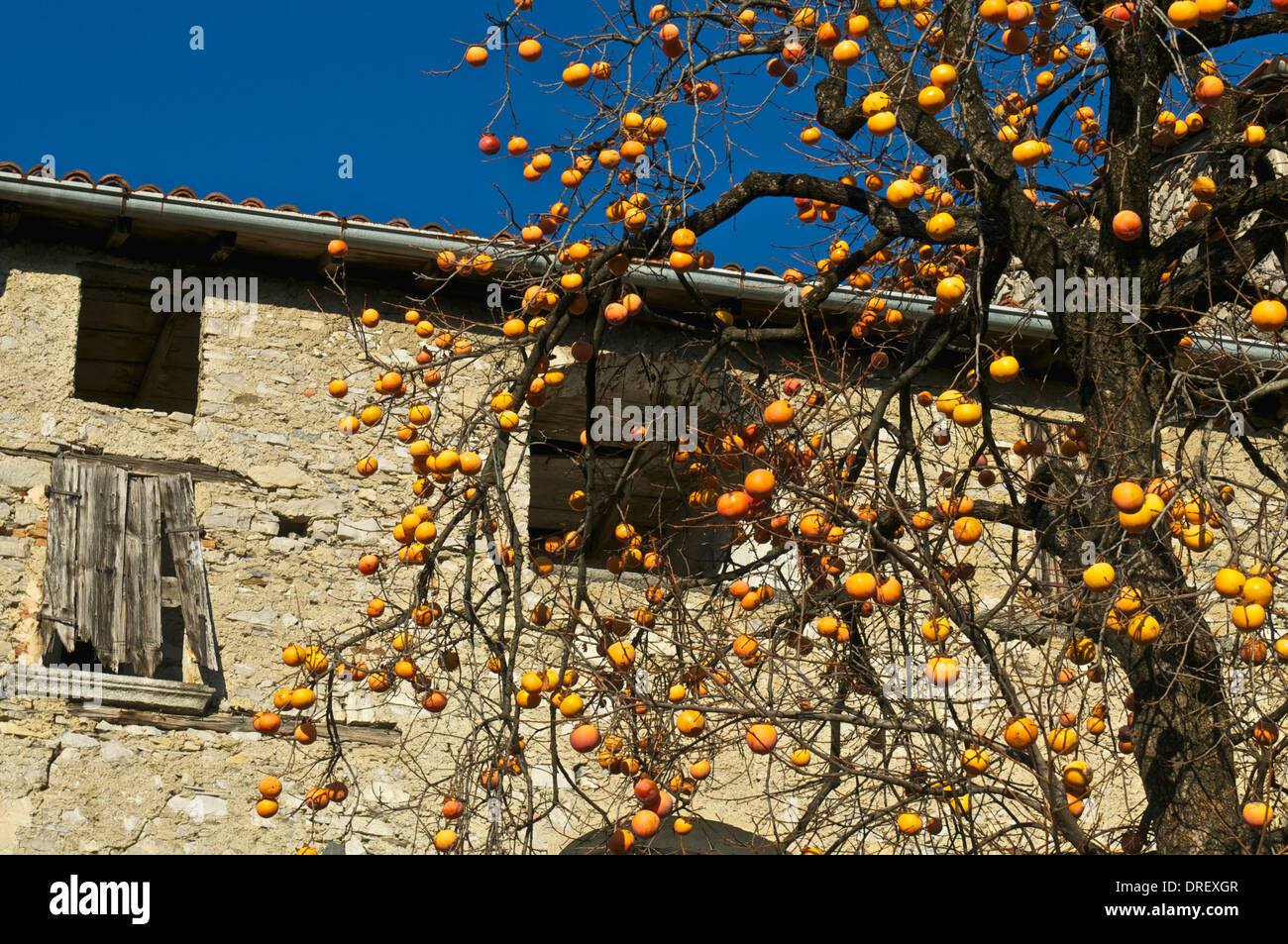 khaki trees,old house,mandello del lario,lake como,italy Stock Photo ...
