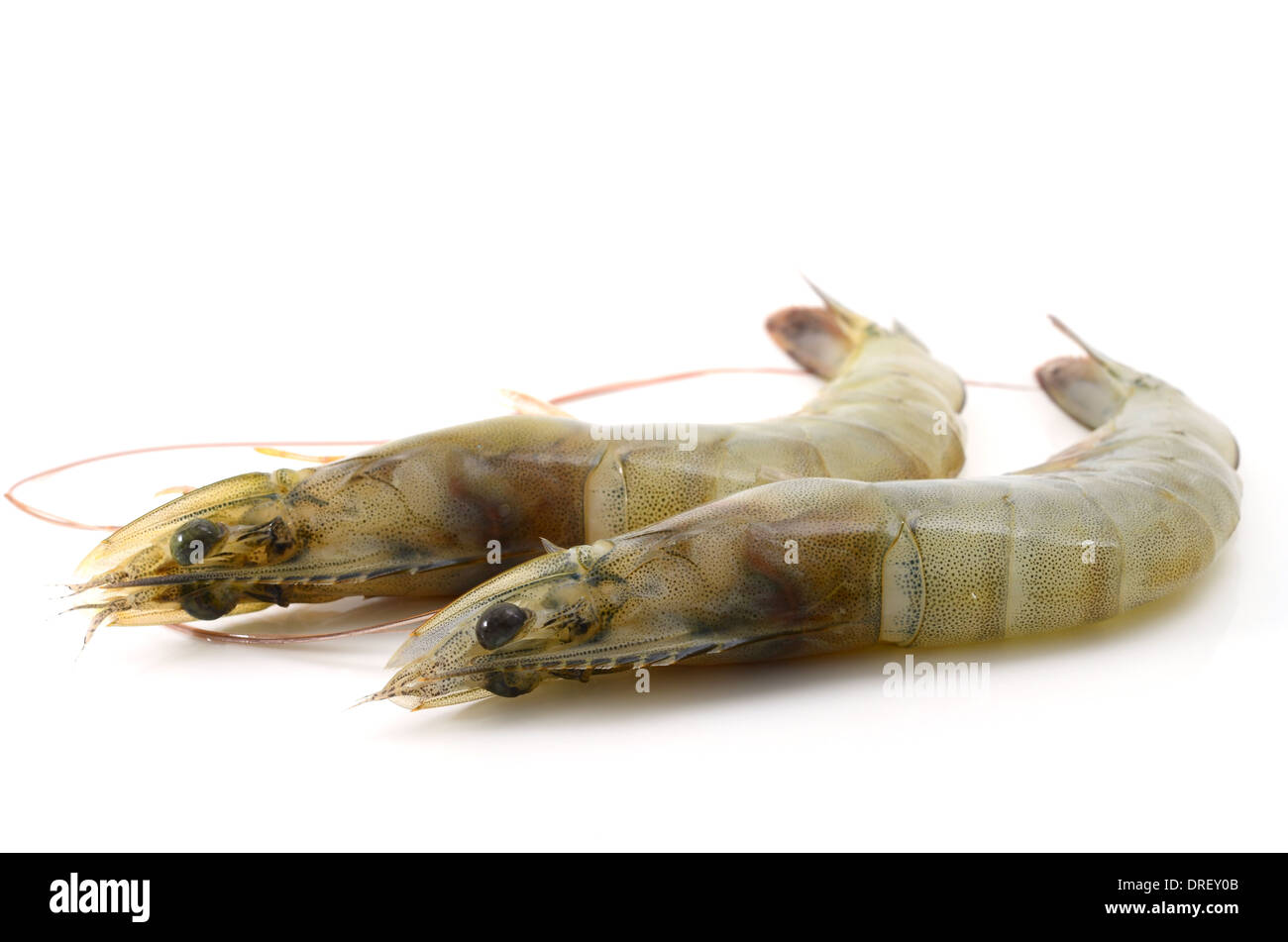 Isolated prawn seafood single hi-res stock photography and images - Alamy