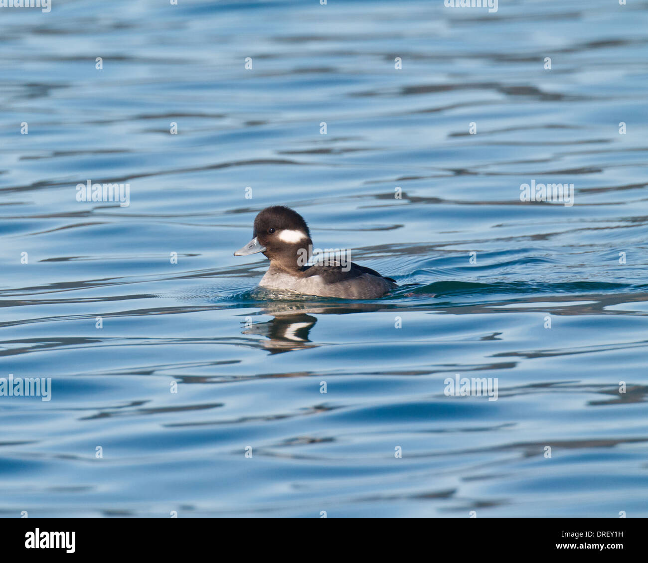 Duck swimming water ripples hi-res stock photography and images - Alamy