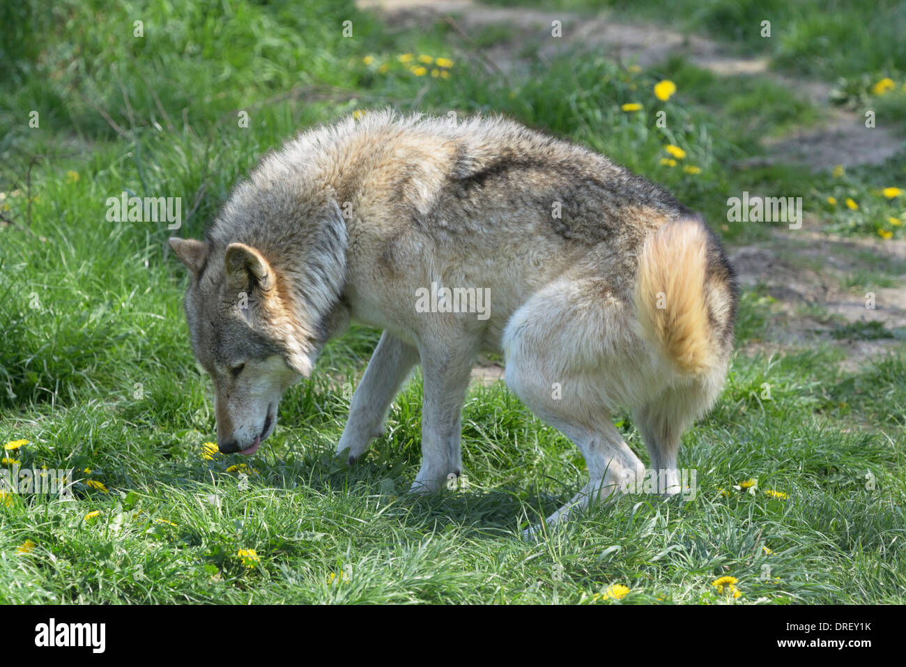 Wolf Sniffing High Resolution Stock Photography and Images - Alamy