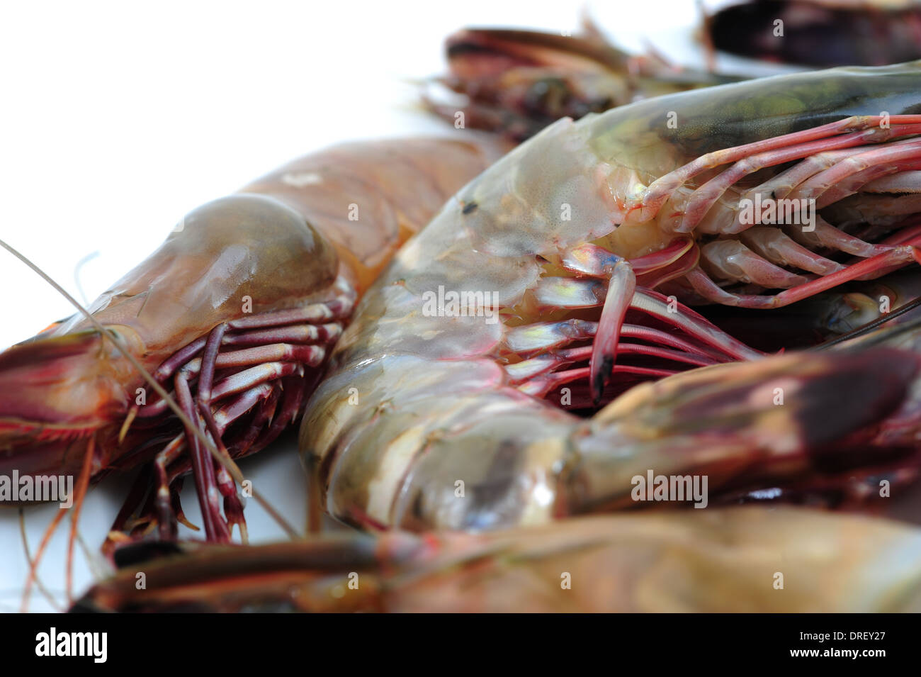 Tiger shrimp hi-res stock photography and images - Alamy