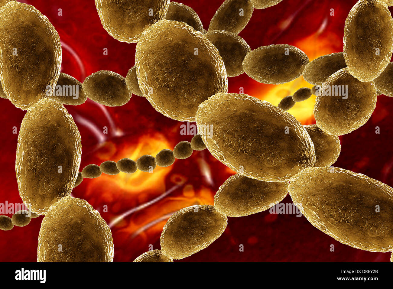 Coccus bacteria hi-res stock photography and images - Alamy