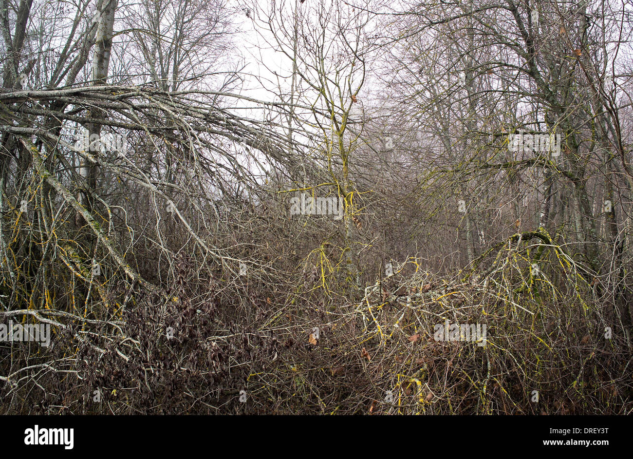 Recreation mossy hi-res stock photography and images - Alamy