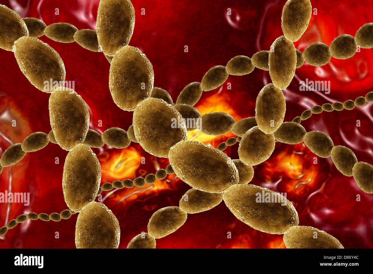 Coccus bacteria hi-res stock photography and images - Alamy