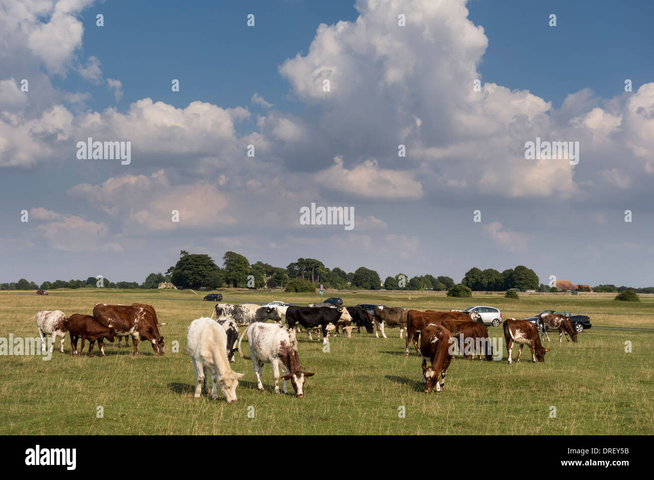 Cows grazing on Minchinhampton Common, Cotswolds, Gloucestershire, UK ...
