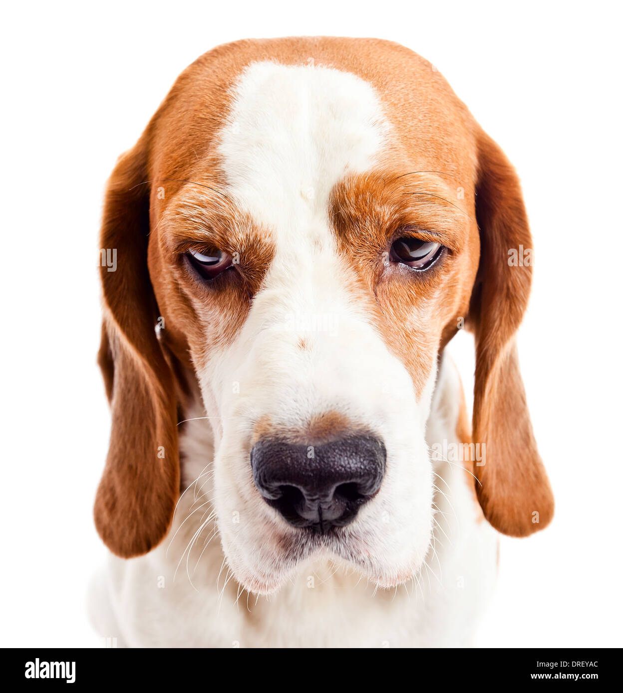 beagle head isolated on white background Stock Photo - Alamy
