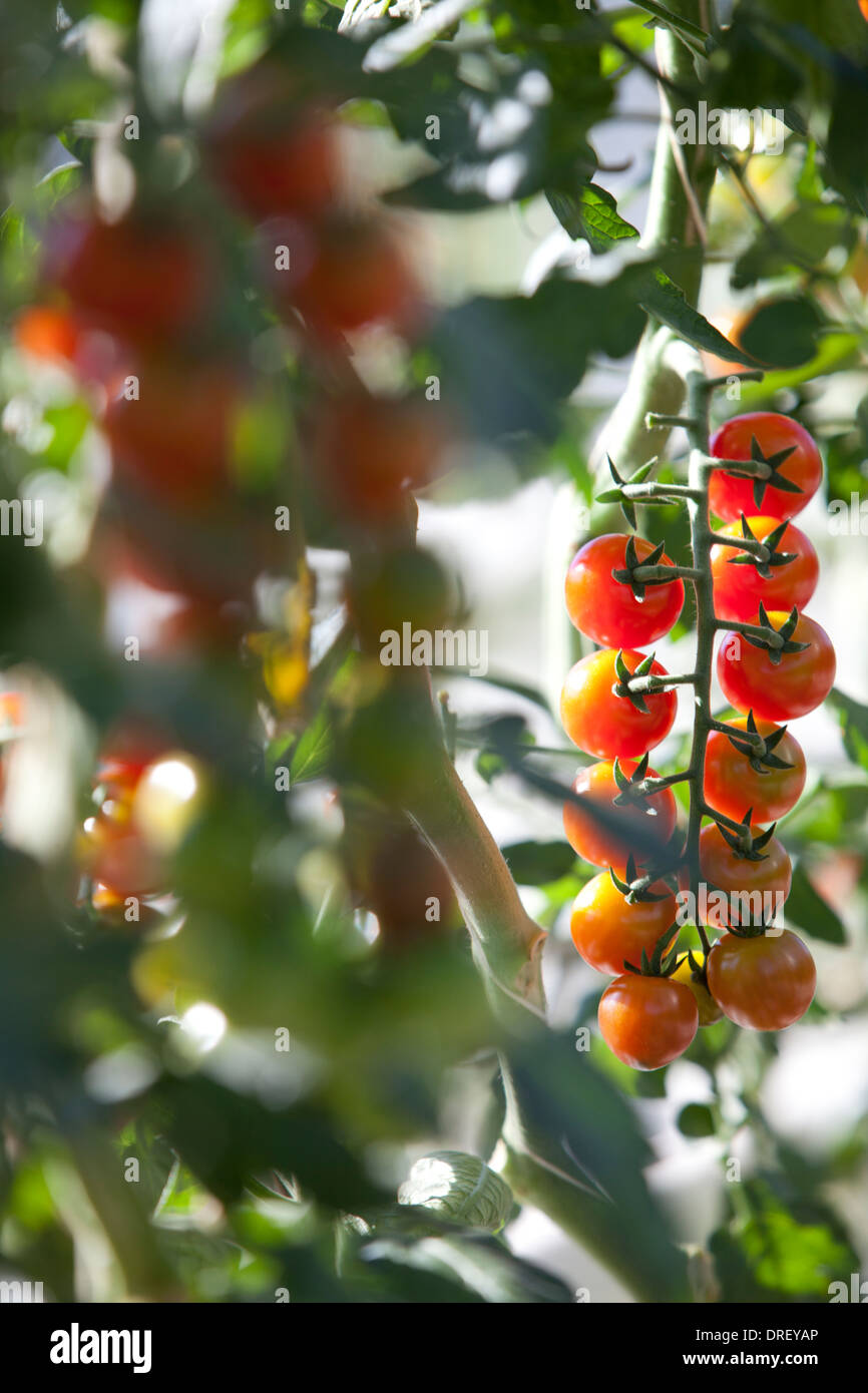 Tomatoes on the vine Stock Photo - Alamy