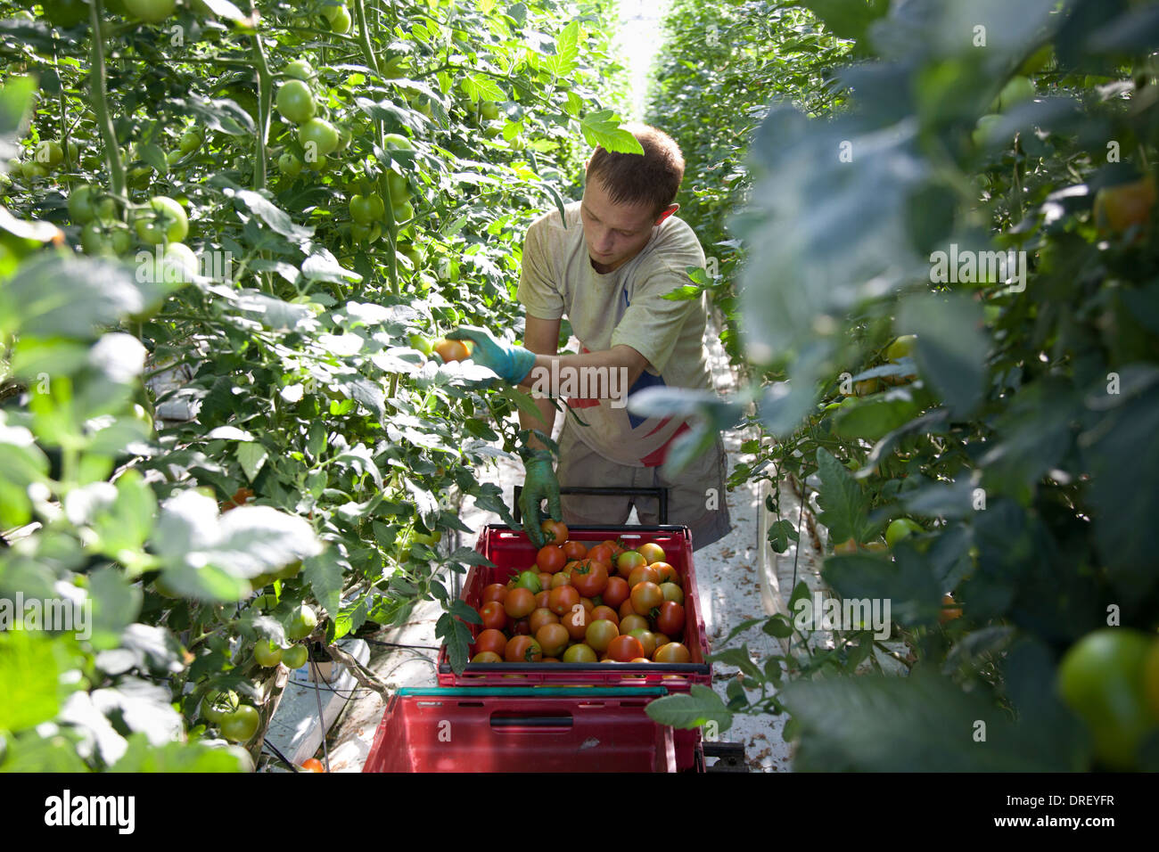 Labour intensive farming hi-res stock photography and images - Alamy