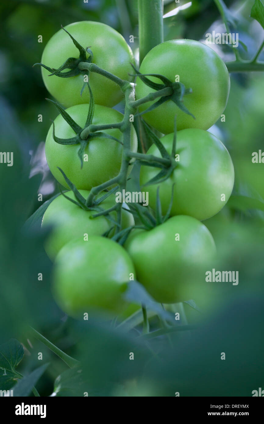 Green unripe tomatoes Stock Photo - Alamy