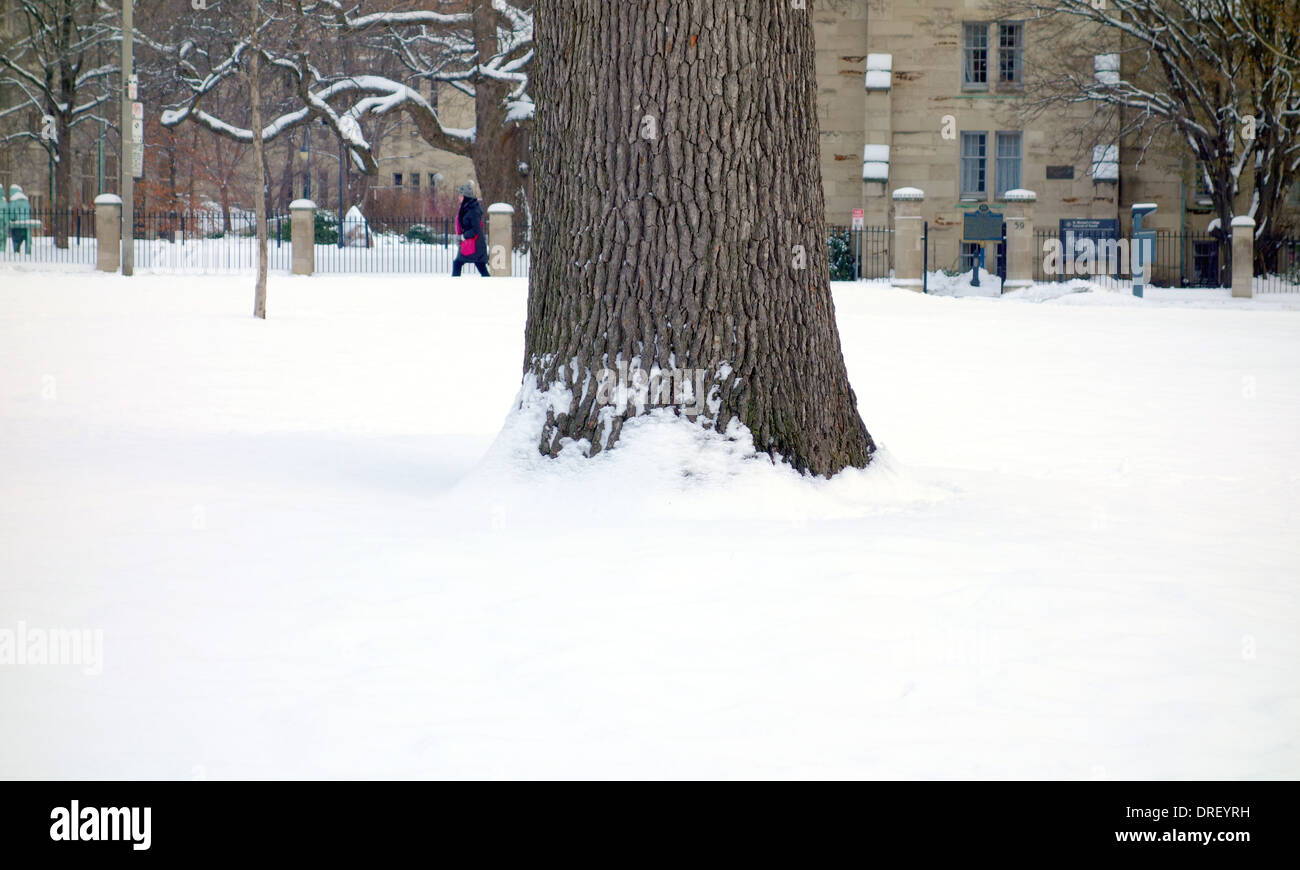 Tree in the snow in Toronto, Canada Stock Photo - Alamy