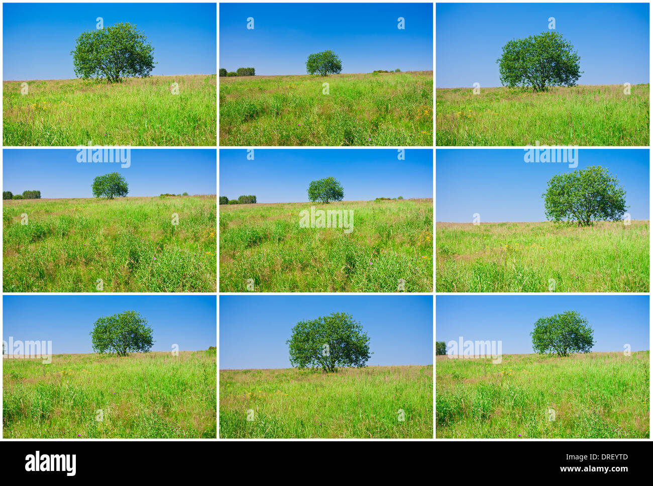 Tree and field Stock Photo - Alamy