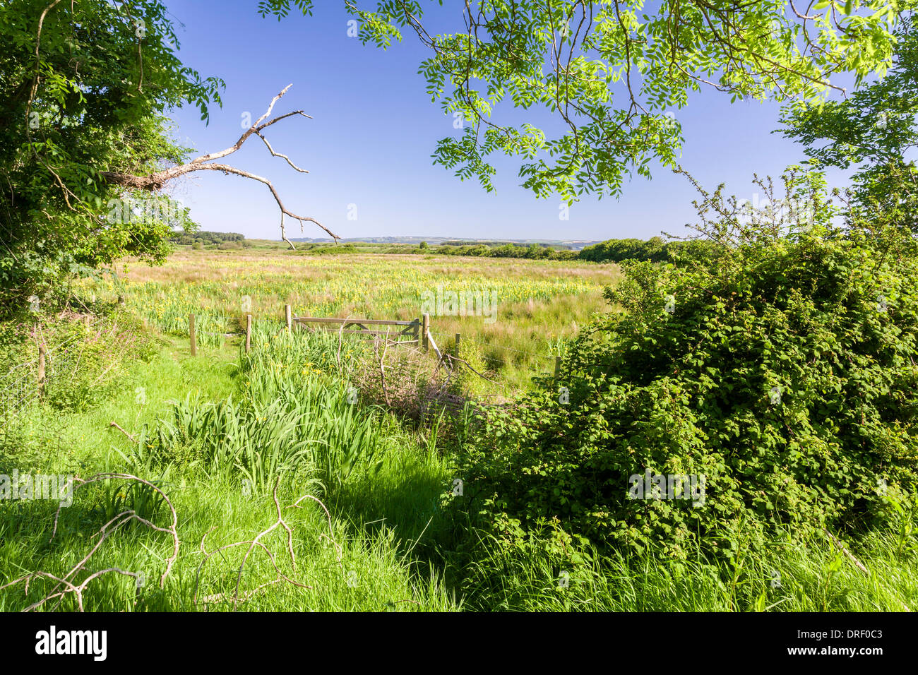 Cwm Ivy Marsh Gower Peninsula Wales UK Stock Photo - Alamy