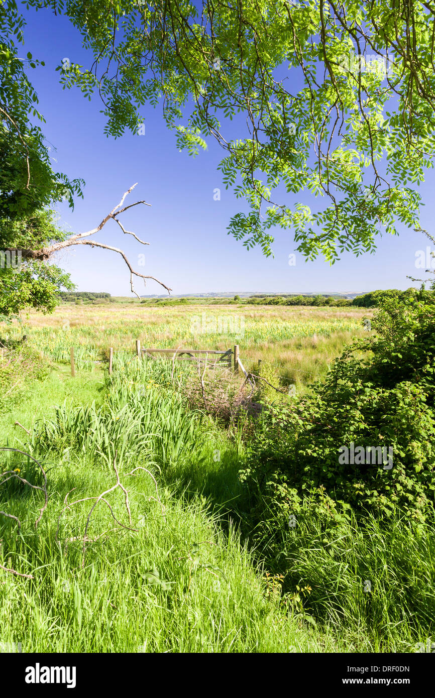 Cwm Ivy Marsh Gower Peninsula Wales UK Stock Photo - Alamy