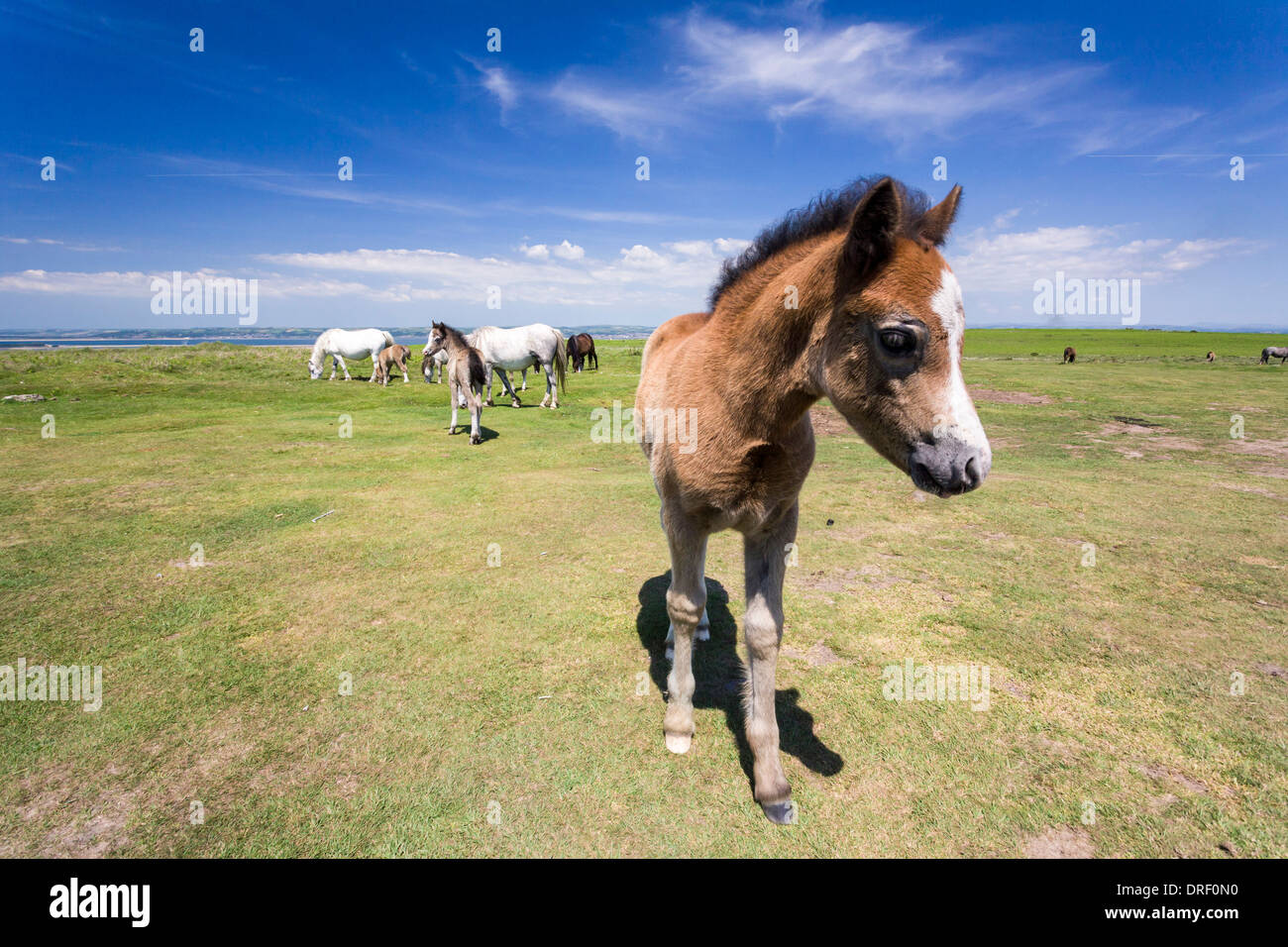 the Gower Peninsula Wales UK Stock Photo - Alamy