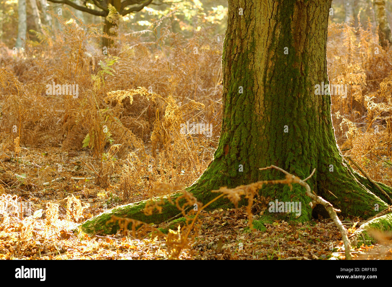 Foliage and moss hi-res stock photography and images - Alamy