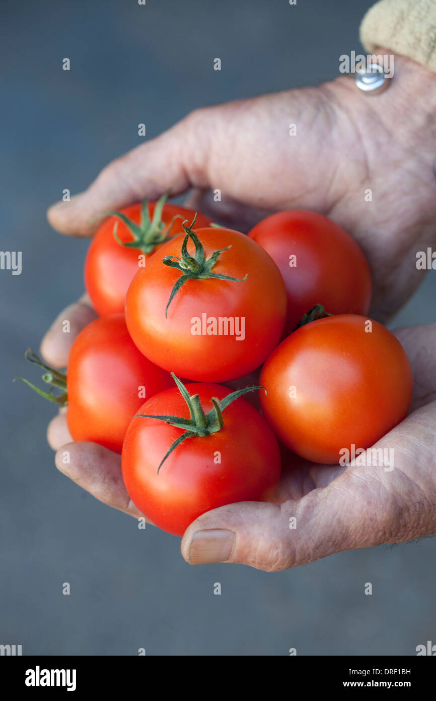 A handful of ripe tomatoes Stock Photo - Alamy