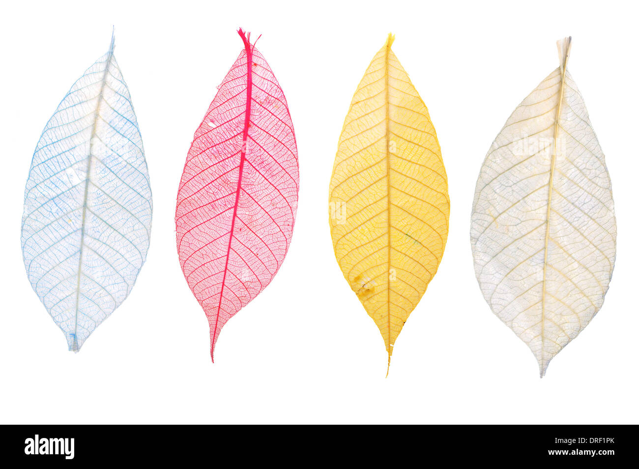 Transparent floral hi-res stock photography and images - Alamy