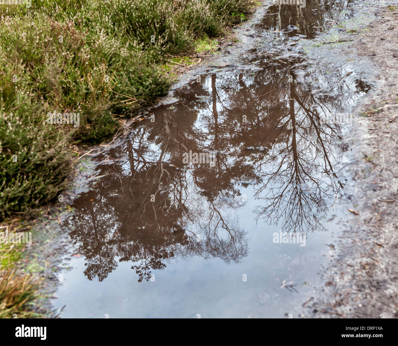 Reflections in a mud puddle -Esher Common is a muddy morass after ...