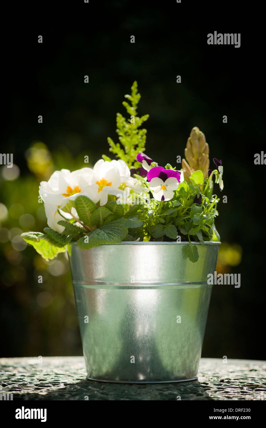 Pansy display hi-res stock photography and images - Alamy