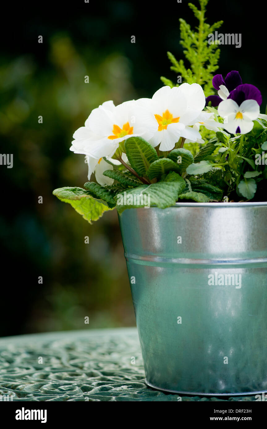 Galvanised plant pot hi-res stock photography and images - Alamy