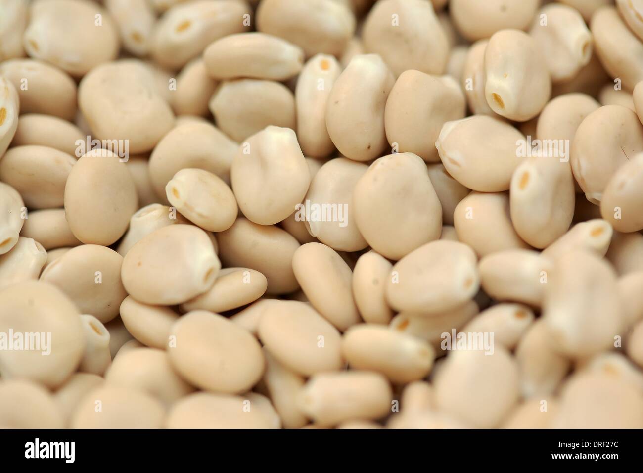 Lupin beans hi-res stock photography and images - Alamy