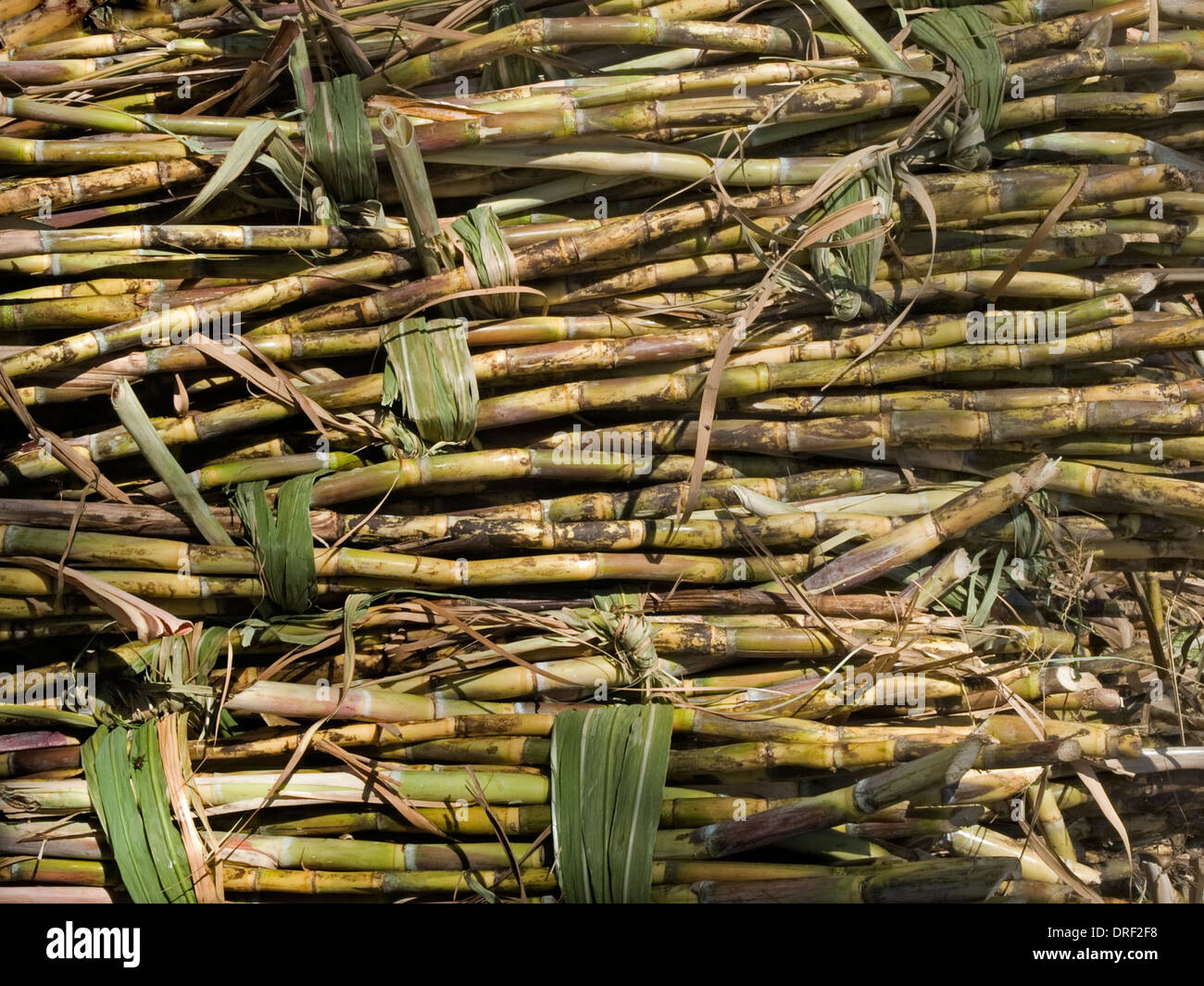 sugar cane bundled and stacked and awaiting collection by an Indian ...