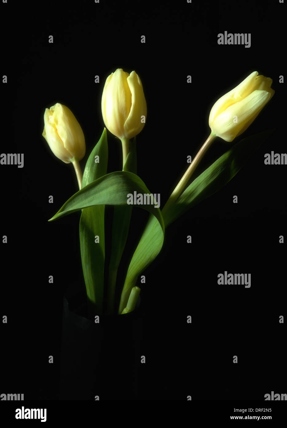 Low key flowers hi-res stock photography and images - Alamy