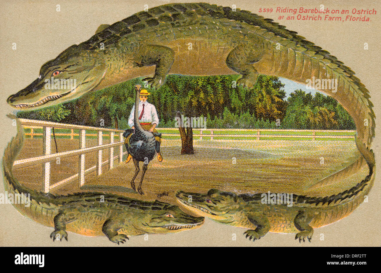 Riding an alligator hi-res stock photography and images - Alamy