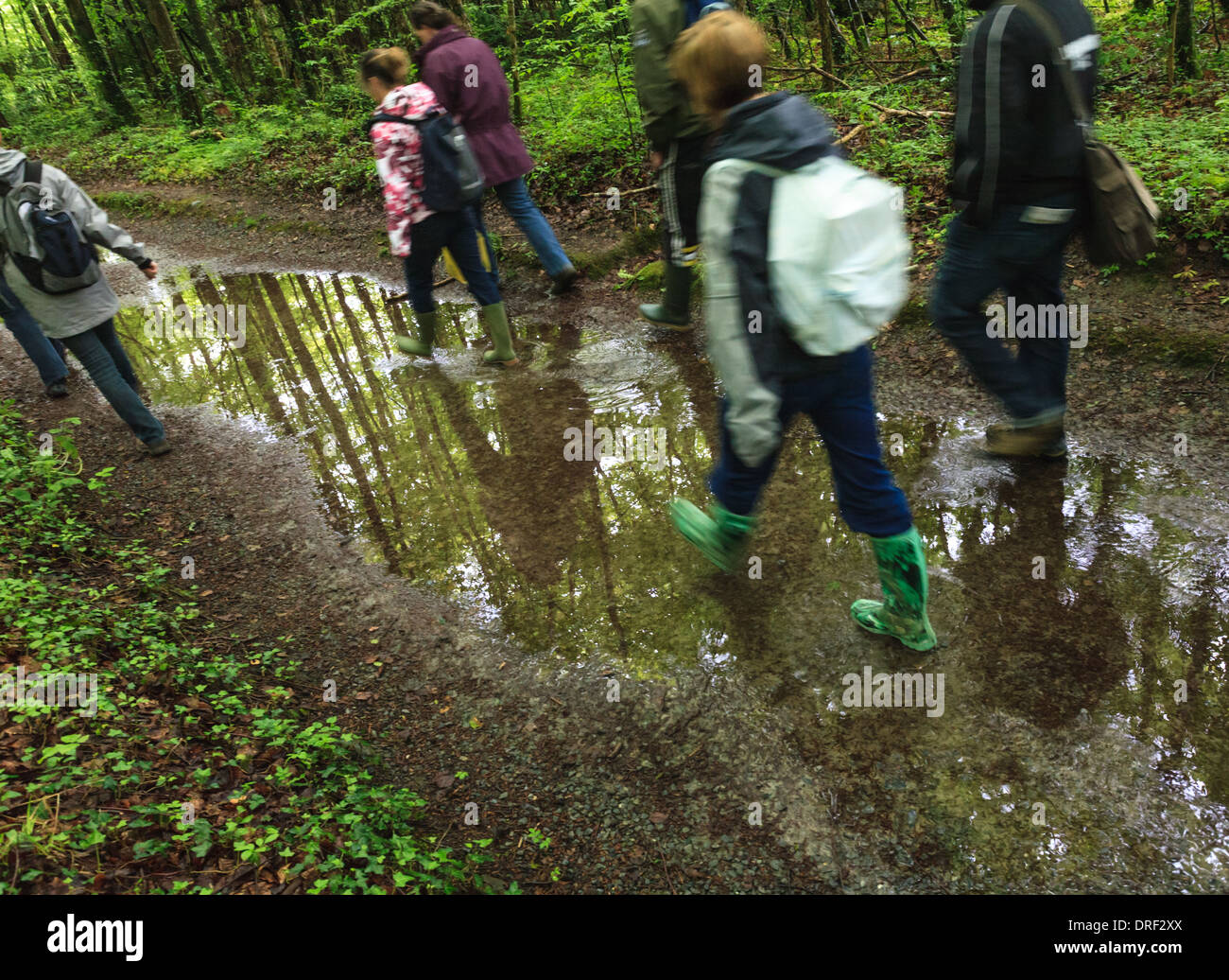 Hikers walking along wet track through woods at The Burren county Clare ...