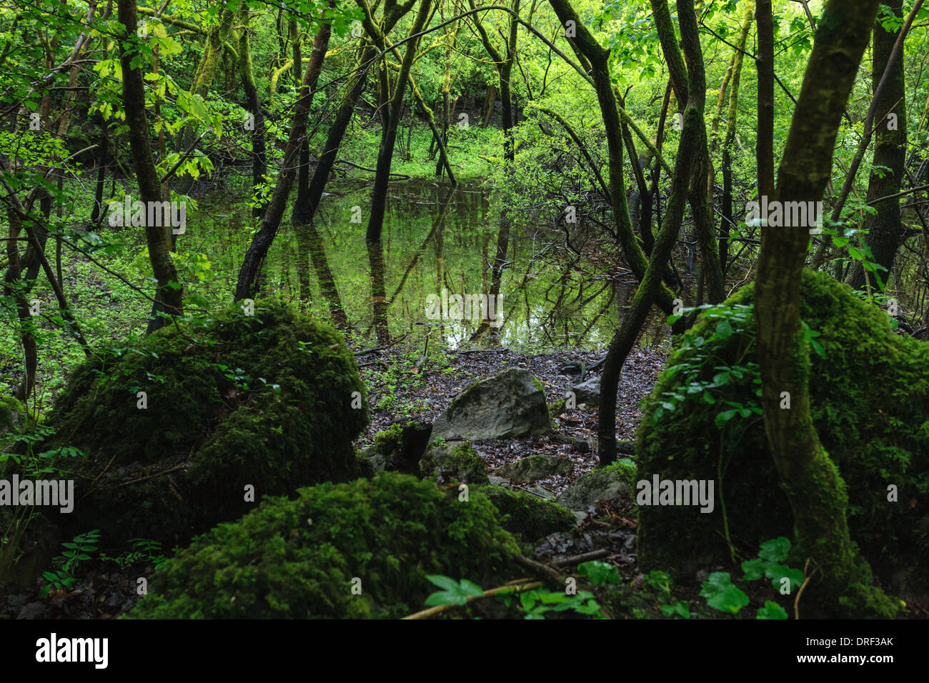 hidden forest glade at The Burren, County Clare, Ireland Stock Photo ...