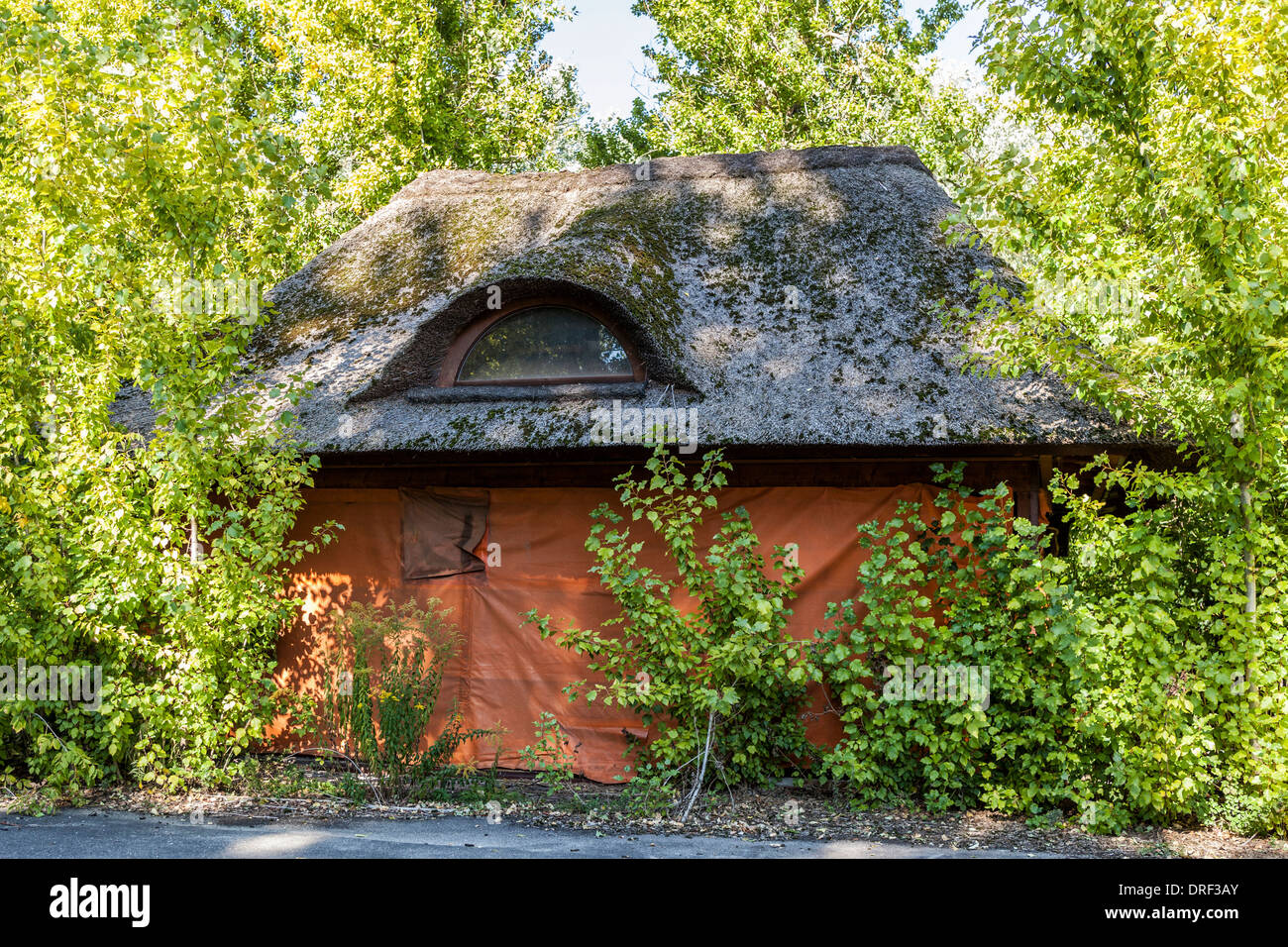 Old Thatched building been covered by overgrowth of trees and weeds at ...