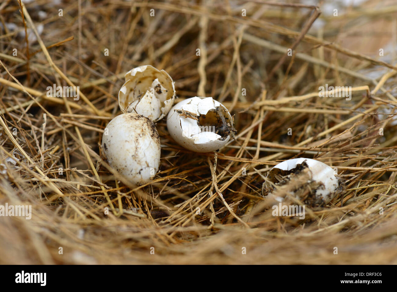Broken nest egg Stock Photo - Alamy