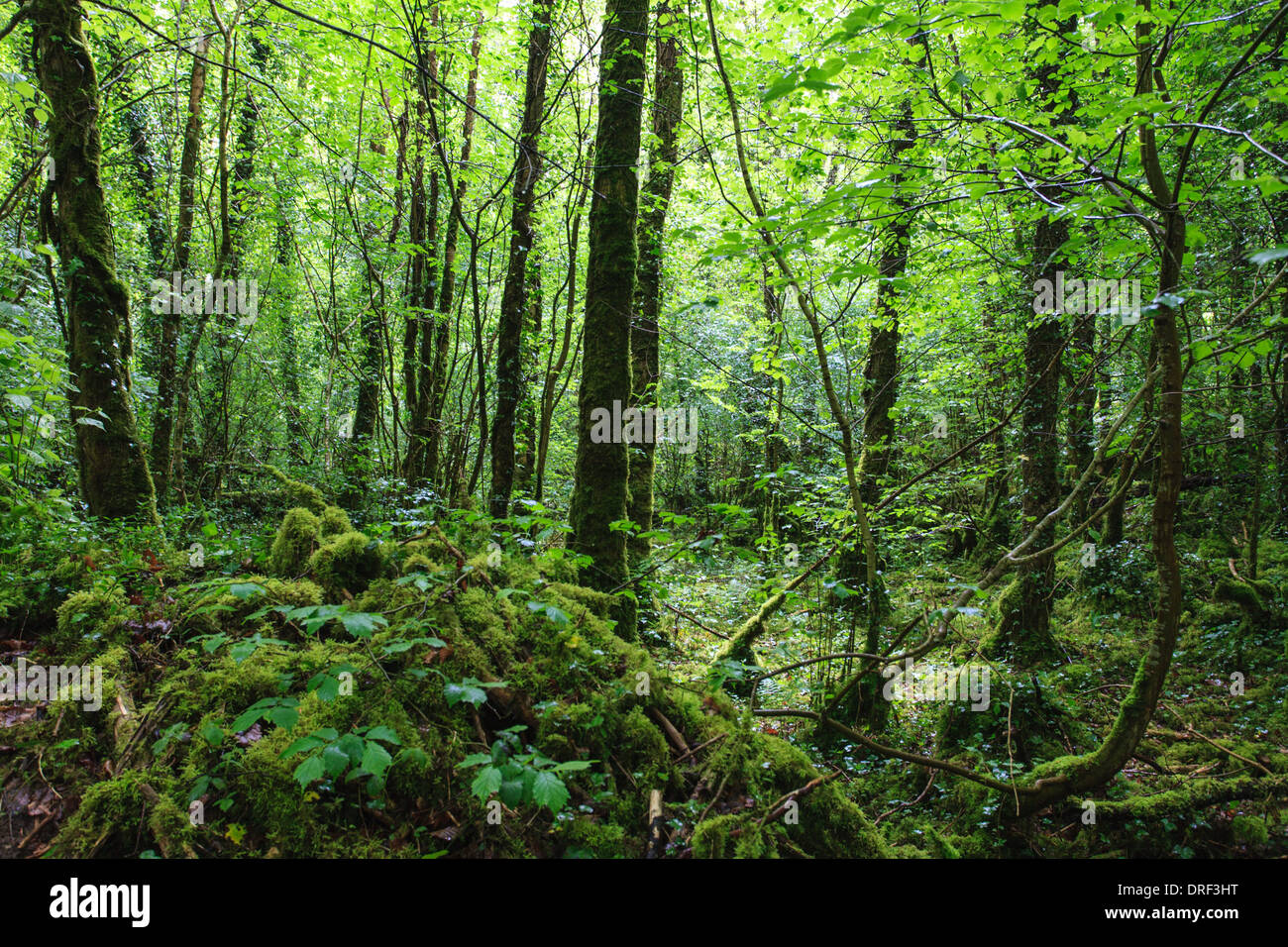 hidden forest glade at The Burren, County Clare, Ireland Stock Photo ...