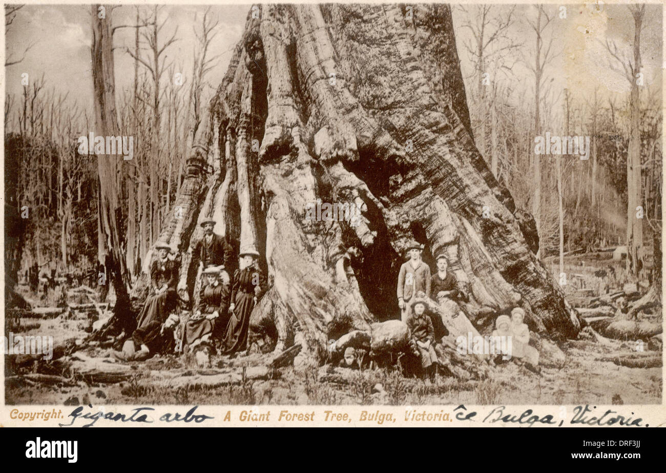 Balga hi-res stock photography and images - Alamy