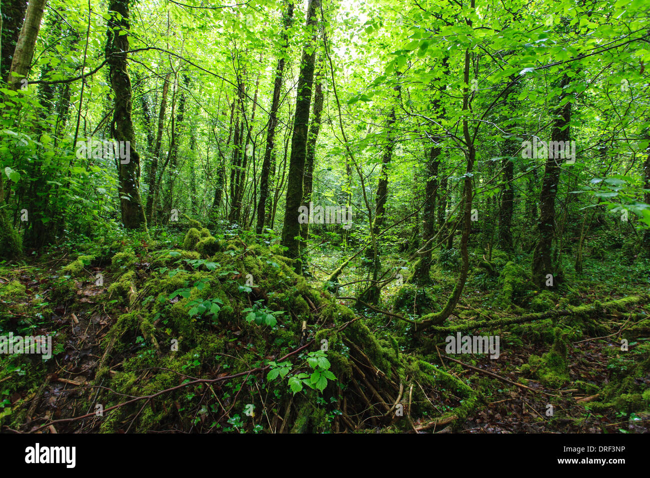 hidden forest glade at The Burren, County Clare, Ireland Stock Photo ...