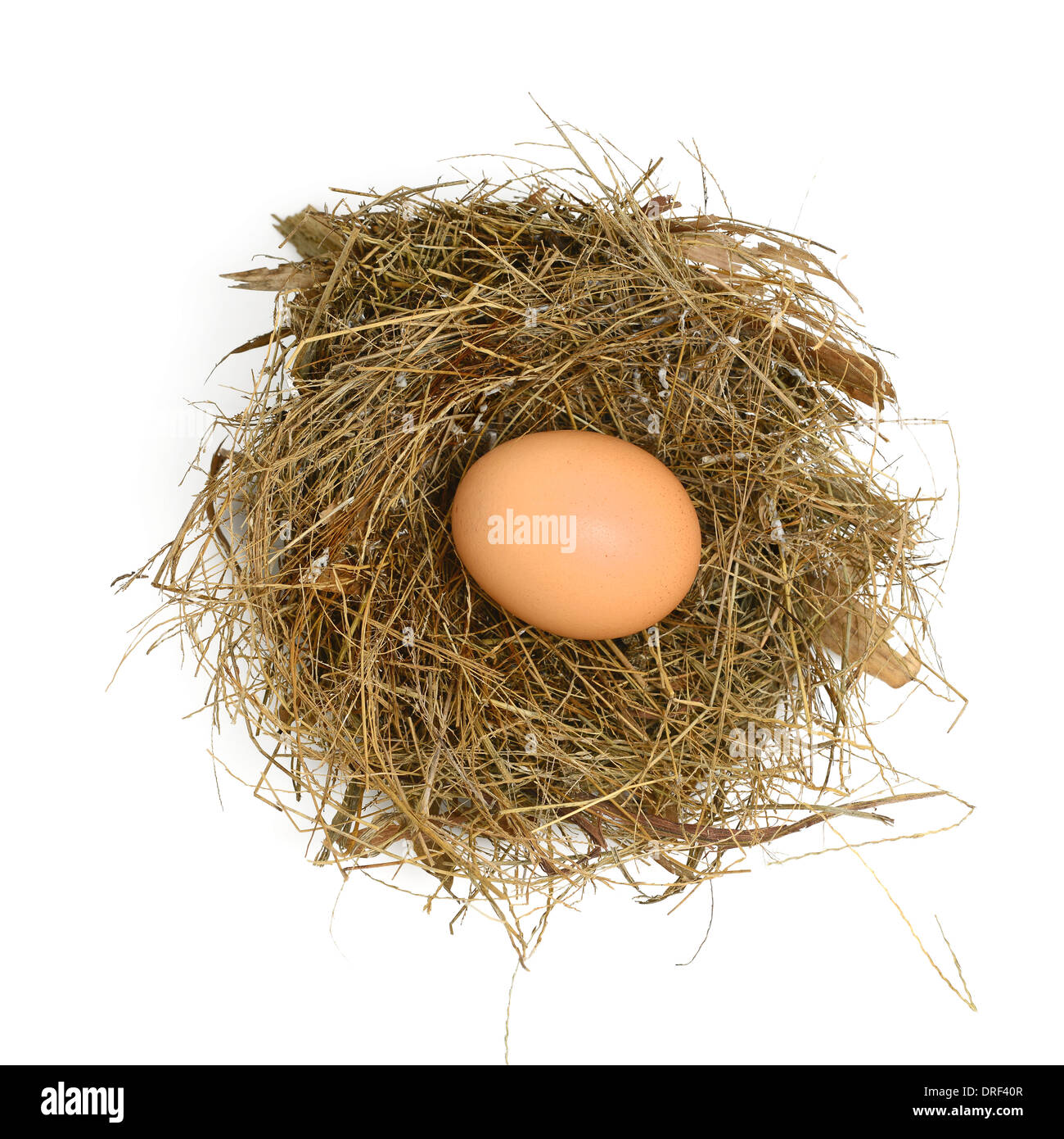Egg in a Nest Stock Photo - Alamy