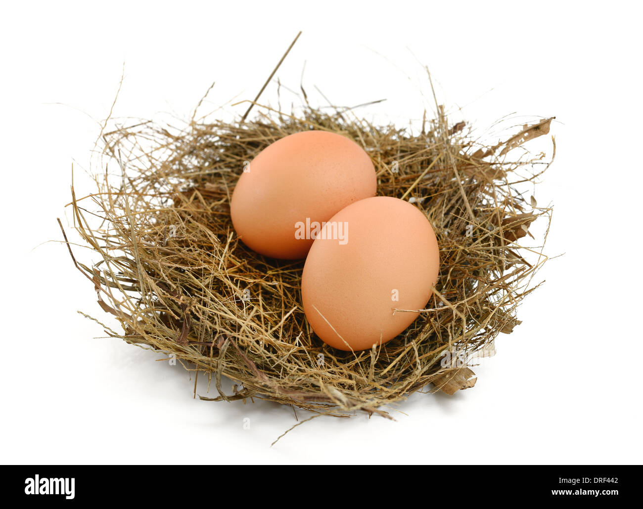 Egg in a Nest Stock Photo - Alamy