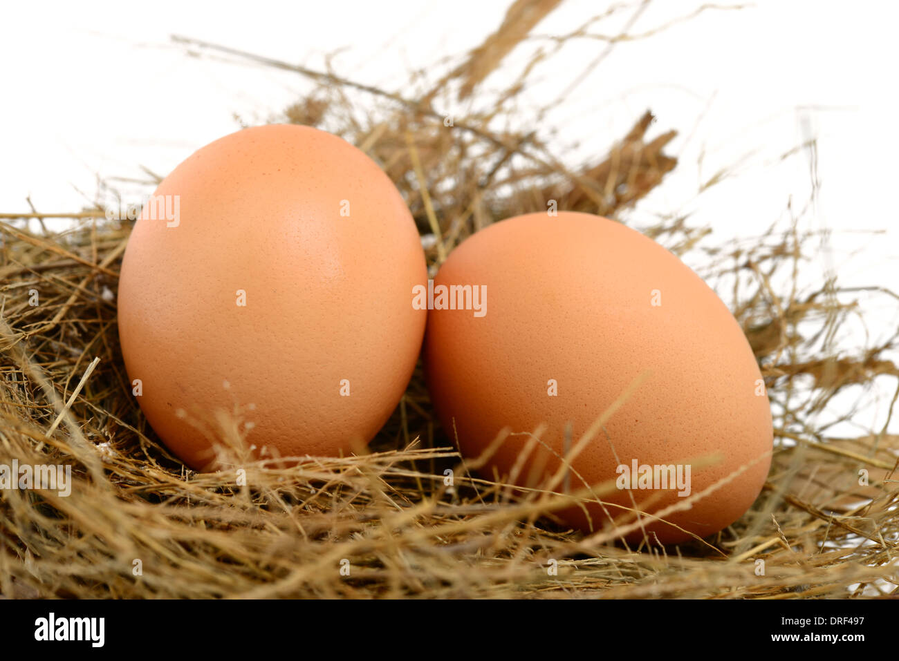 Egg in a Nest Stock Photo - Alamy
