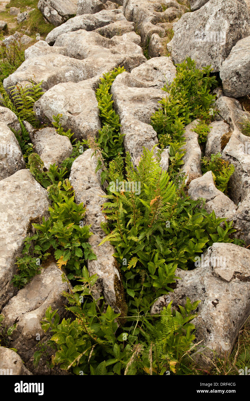 Plants growing in limestone pavement hi-res stock photography and ...