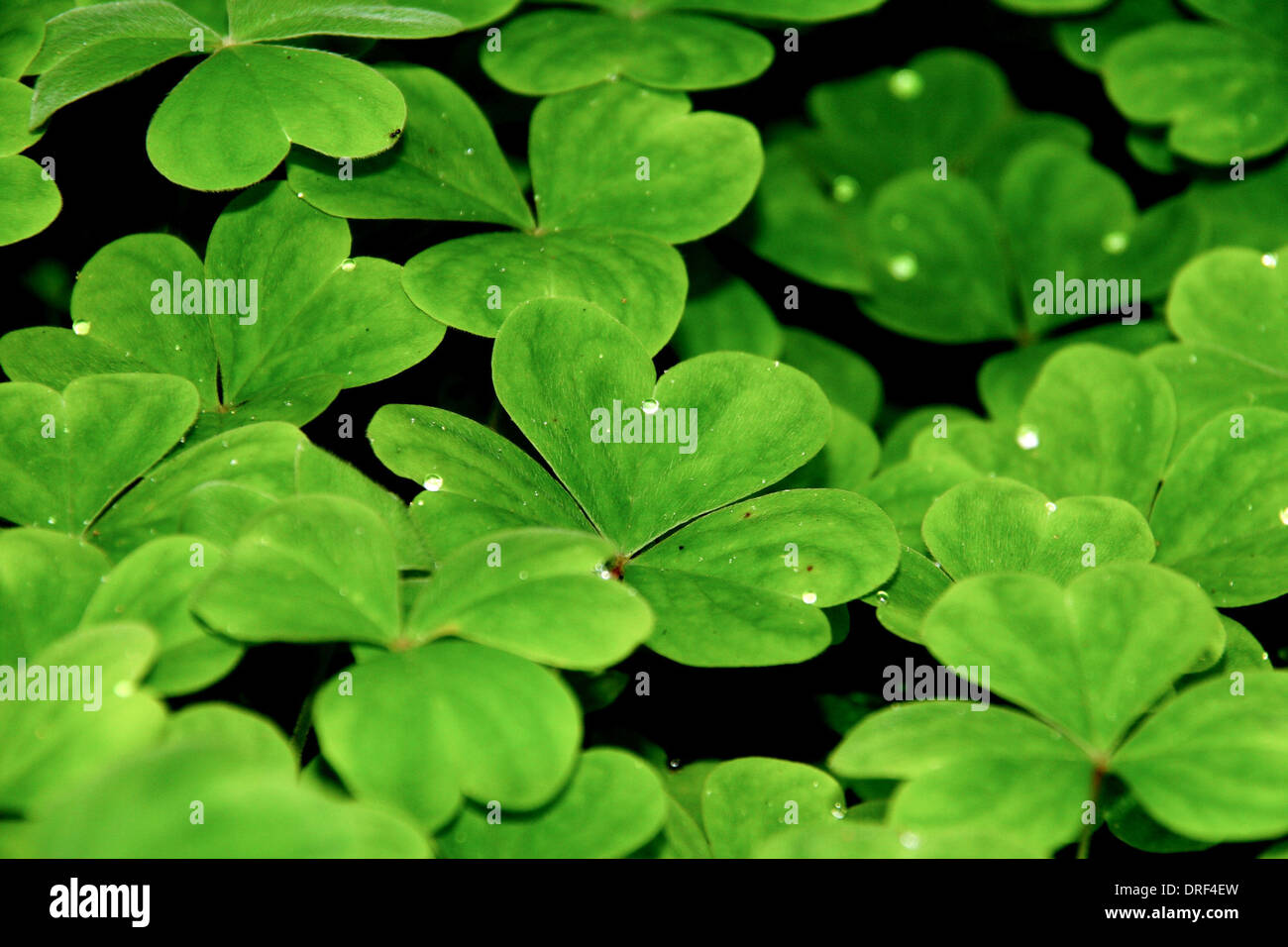 Clover green plant Stock Photo - Alamy