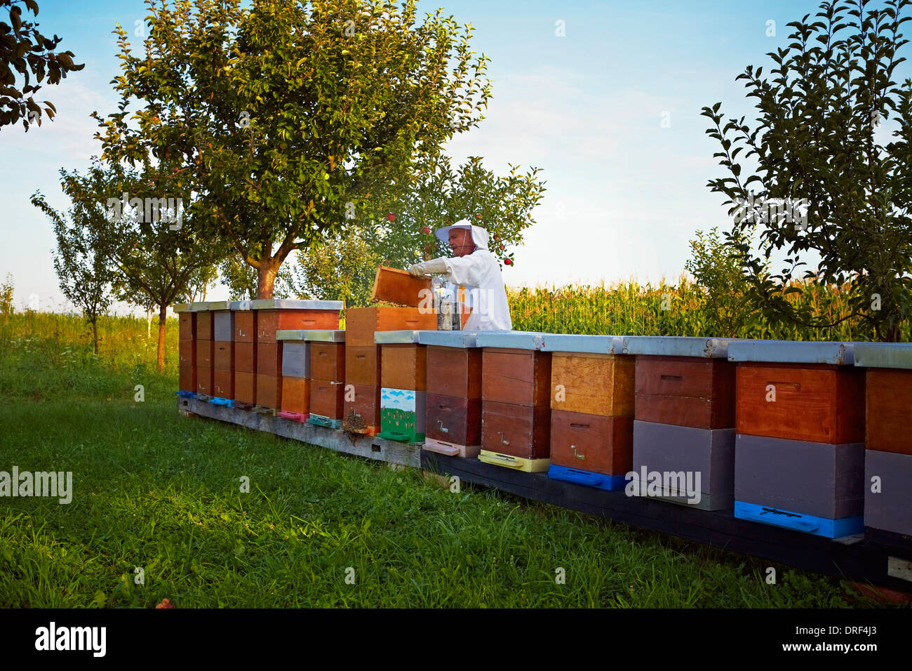 Mature beekeeper working beehive in hi-res stock photography and images ...